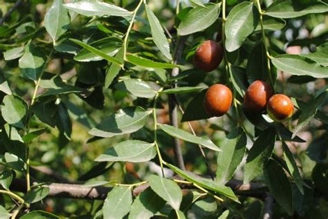 Unabi Useful And Healing Properties And Contraindications