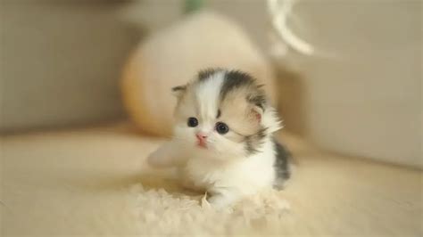 4k猫猫壁纸｜可爱猫咪背景图片 萌态尽显「哲风壁纸」