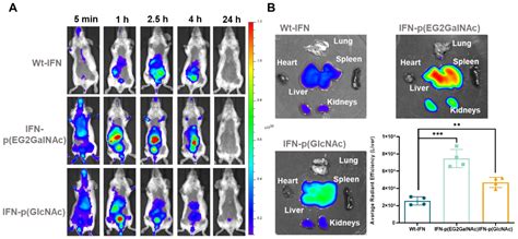 吕华课题组开发galnac官能化聚二硫化物偶联物实现肝靶向的生物大分子胞内递送 科研进展 北京大学化学与分子工程学院