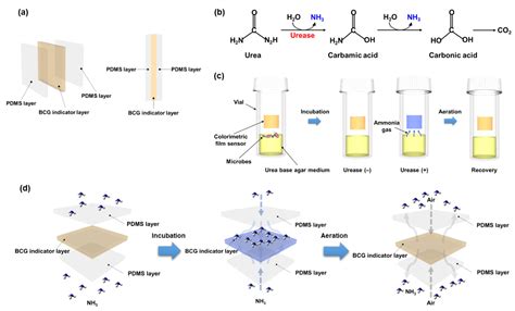 Metodo Colorimetrico Urease Adalah