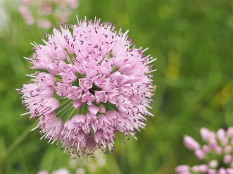 Portuguese Allium Allium Lusitanicum Growing Guides