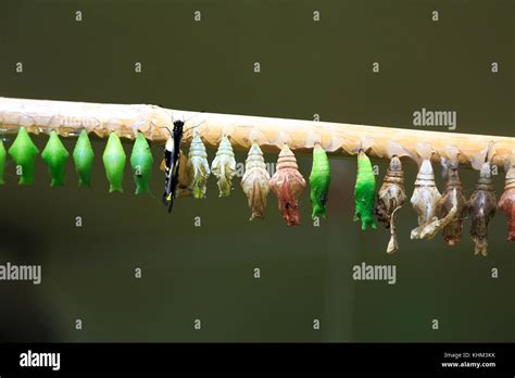 View Of Transmission Of Tropical Butterfly Hatching Row Of Cocoons In