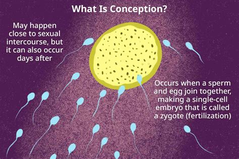 Zygote Definition Biology