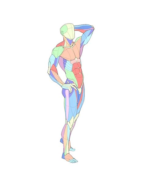 男性肌肉结构和动态练习