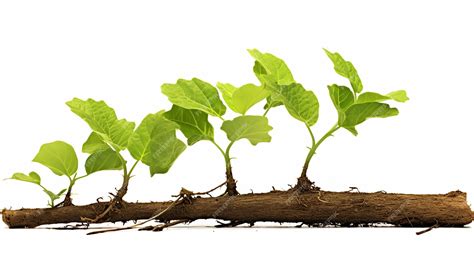 Premium Ai Image Leaf Stem And Root Elevation Side View