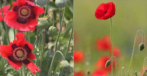 관상용 개량 양귀비꽃 마약 양귀비꽃 구분 인스티즈instiz 이슈 카테고리