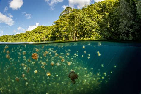 Four Seasons Explorer Palau