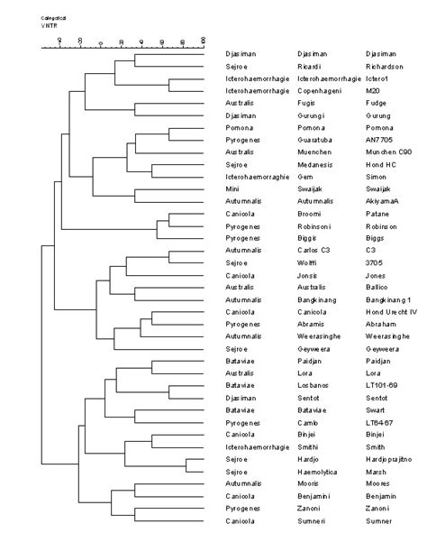 leptospira interrogans reference strains clustering analysis using