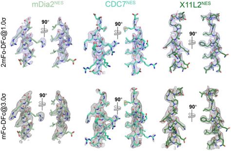 Figures And Data In Nuclear Export Receptor Crm1 Recognizes Diverse Conformations In Nuclear