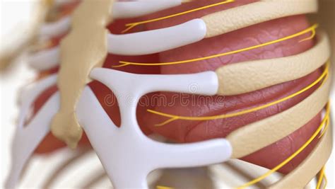 Human Skeleton Anatomy For Medical Concept 3d Rendering Stock