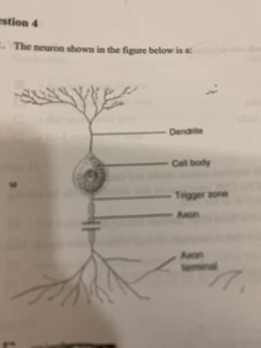 Bio Exam 3 Flashcards Quizlet