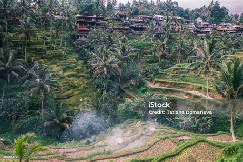인도네시아 발리 섬의 우붓에있는 Tegallalang 라이스 테라스 배경에 야자수가 있는 그림 같은 계단식 논 자연 발리의 명소 0명에 대한 스톡 사진 및 기타 이미지