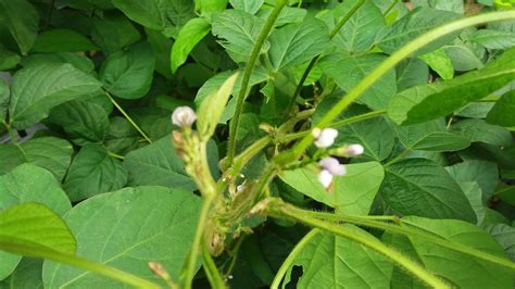 서리태검은콩 재배 수확시기순지르기적심개화병충해