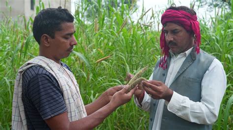 Farmer Examining Ear Of Green Millet Or Sorghum Crop In Agricultural