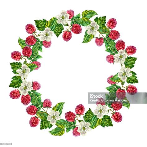 라즈베리 열매와 잎이있는 나무 딸기 가지가있는 둥근 프레임 수채화 그림 0명에 대한 스톡 벡터 아트 및 기타 이미지 0명 건강한 식생활 과일 Istock