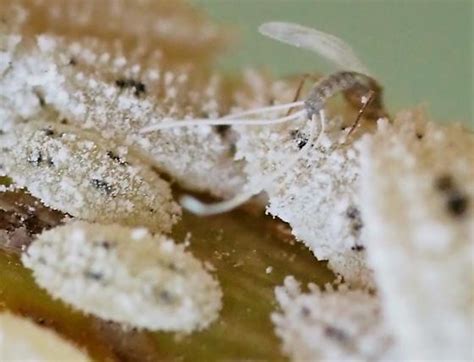 Pseudococcidae Phenacoccinae Phenococcus Bugguide Net