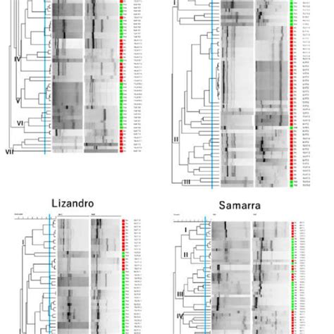 Dendrograms Of Isolates Based On The Composite Analysis Of Rapd
