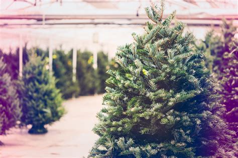 Real Christmas Trees How To Keep Christmas Tree Alive Longer