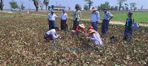ကျောက်တံခါးမြို့နယ်တွင် ဆောင်းသီးနှံ ပဲတီစိမ်းနှင့်မတ်ပဲ လျာထားချက်ထက်ပြည့်မီကျော်လွန်အောင် စိုက
