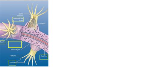 Class Anthozoa Soft And Horned Corals Diagram Quizlet