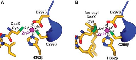 Zinc Coordination In Ftase The Catalytic Zinc Ion Magenta Is Shown