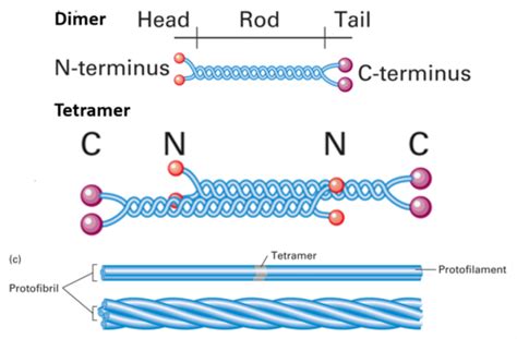 Lecture 15 Intermediate Filaments Flashcards Quizlet