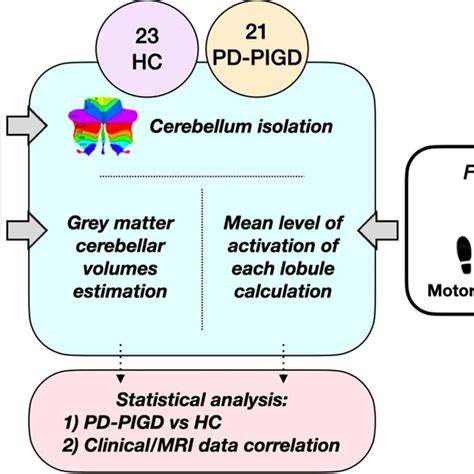 Structural And Functional Mri Assessment Preprocessing And Analysis