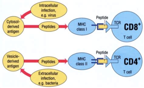 Microbiology Final Spring 2023 Flashcards Quizlet