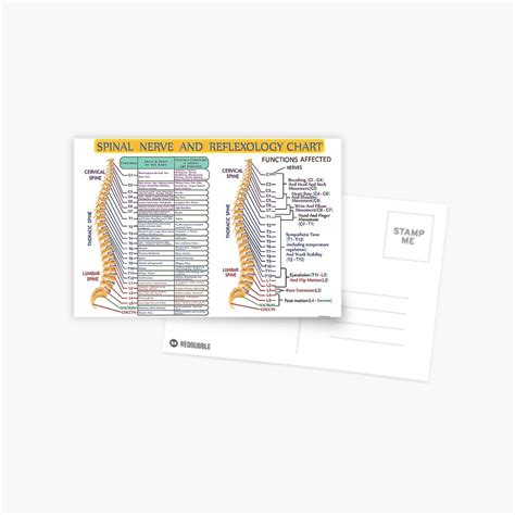 Spinal Nerve And Reflexology Chart Art Print Atelier Yuwaciaojp