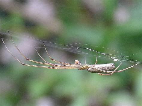 アシナガグモの1種 気ままに自然観察