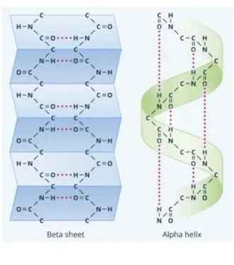 Protein Secondary Structure Alpha Helix And Beta Sheet