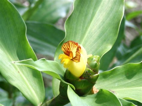 ನೈಸರ್ಗಿಕವಾಗಿ Insulin ಪಡೆಯುವುದು ಹೇಗೆ