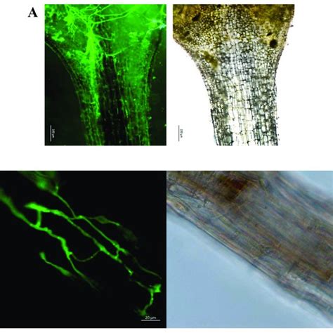 Colonization Of Arabidopsis Roots Black And Shoots Grey By Download Scientific Diagram