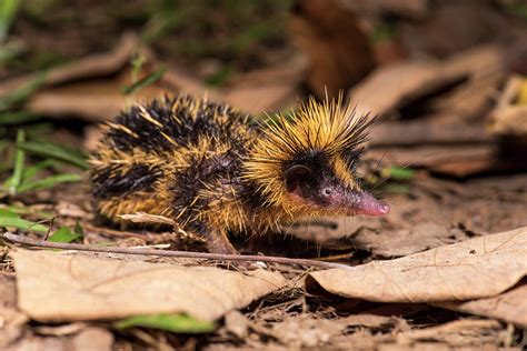 Lowland Streaked Tenrec On Forest Floor At Night Madagascar Photograph