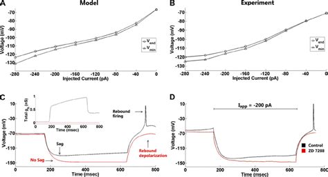 Inward Rectification And Hyperpolarization Activated Inward Current I Download Scientific
