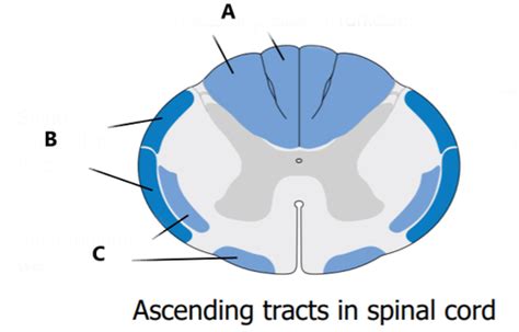 Lecture 11 Ascending And Descending Pathways Flashcards Quizlet