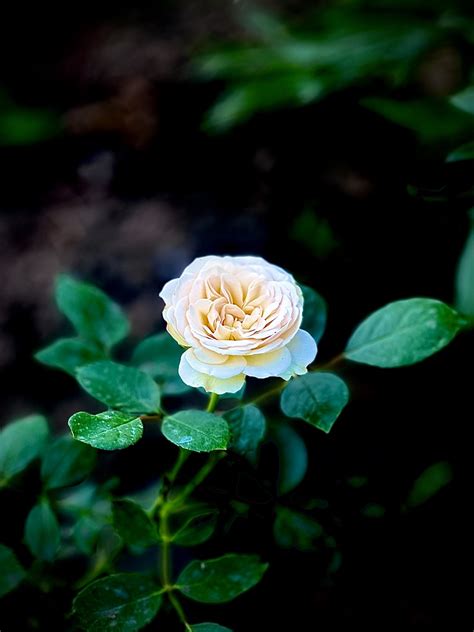 Rose Blanche Jardin La Photo Gratuite Sur Pixabay Pixabay