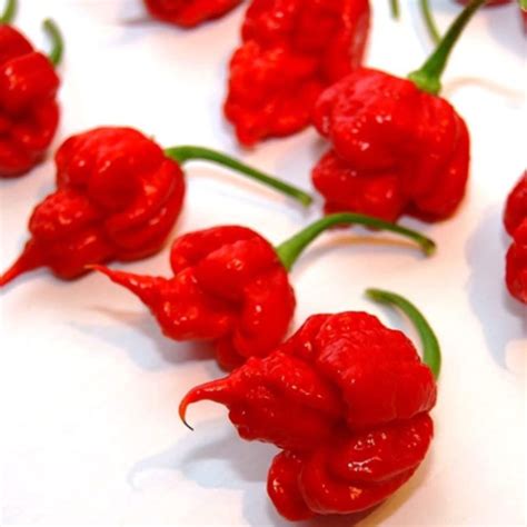 7 Pot Primo 10 Sementes Cor Vermelho Grau De Ardência Nuclear Cor Da