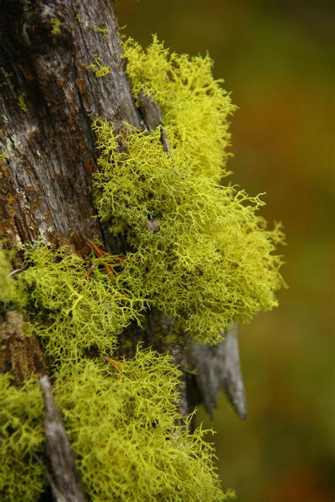 Moelven Skog Ab Stefan Holm Och Moelven Skog Startar Plantskola För
