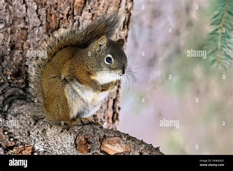 A Wild Red Squirrel Tamiasciurus Hudsonicus Sitting On A Spruce Tree Branch In Rural Alberta