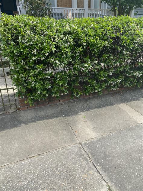 Can Someone Identify These Flowers Rflowers