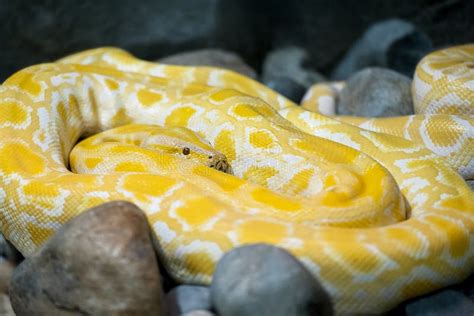 Close Up Of Big Python Regius Or Royal Python Is A Large Non Poisonous