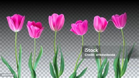 튤립입니다 색 벡터 튤립 투명 한 배경에 고립입니다 설계 및 인사 사랑된 하는 사람에 대 한 엽서 카드에 대 한 다른 모양에 꽃 투명 배경에 대한 스톡 벡터 아트 및 기타