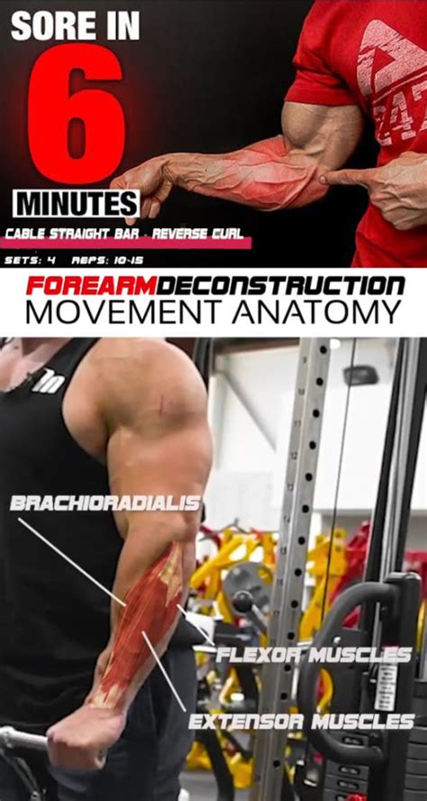 HOW TO FOREARM CURLS VIDEO GUIDE