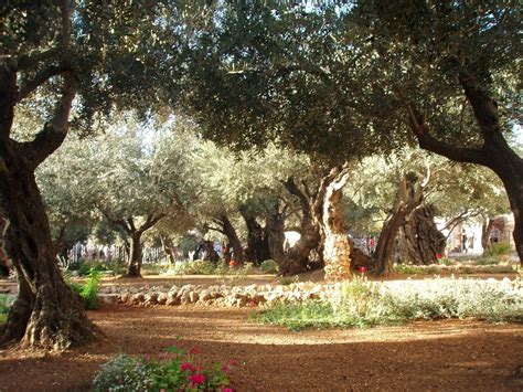 67 Garden Of Gethsemane Ideas Garden Of Gethsemane Garden Olive Tree