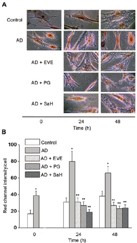 Acat 1 Protein Levels In Control And Ad Fibroblasts Cells Were Plated Download Scientific
