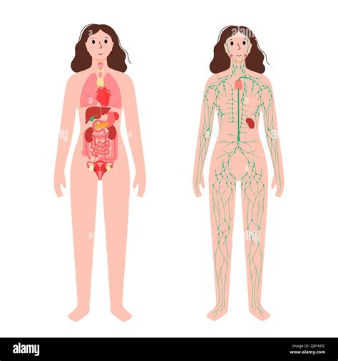 Organs And Lymphatic System Illustration Stock Photo Alamy