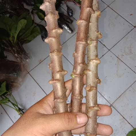 Detail Gambar Batang Singkong Koleksi Nomer 12