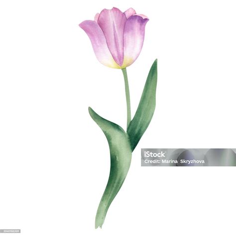수채화 튤립 꽃은 손으로 그린 분홍색의 흰색 바탕에 있습니다 섬세한 새싹의 봄 그림 디자이너를 위한 템플릿 엽서 및 초대장 인쇄 0명에 대한 스톡 벡터 아트 및 기타 이미지