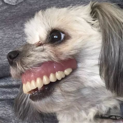 틀니 잃어버린 아빠 식탁 밑을 보자 반짝이는 미소 로 반기는 강아지 Dogs Smiling dogs Pets